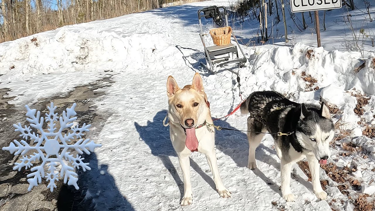 Two dogs pulling dog sled at Turquoise Lake, Siberian husky and Belusky ...