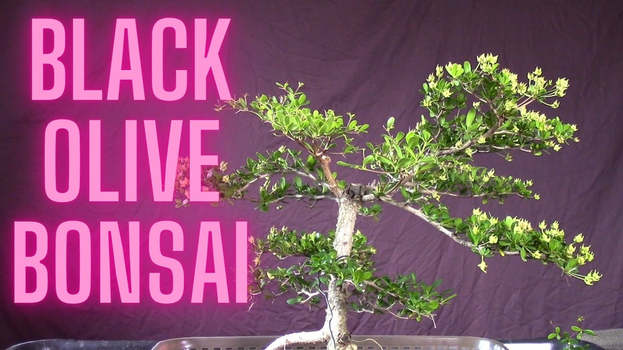 Black olive bonsai Bucida Spinosa 'spiny black olive' light prune ...