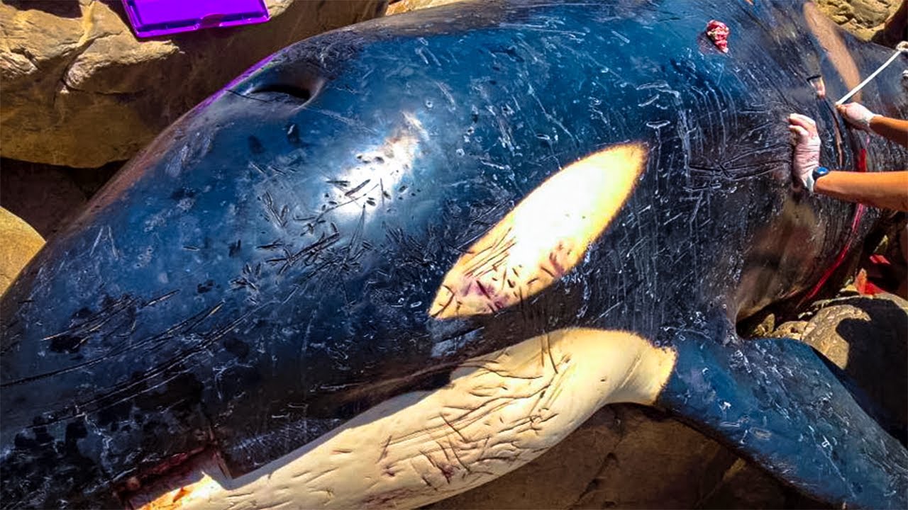 SeaWorld Said This Killer Whale Died From Illness – But Photos Of Her ...
