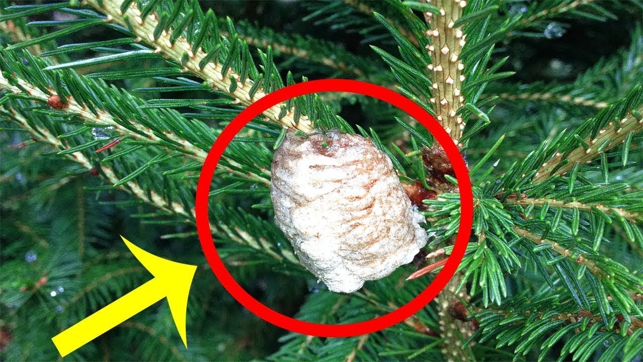 A Family Saw This Thing Growing On Their Christmas Tree. Then Hundreds ...