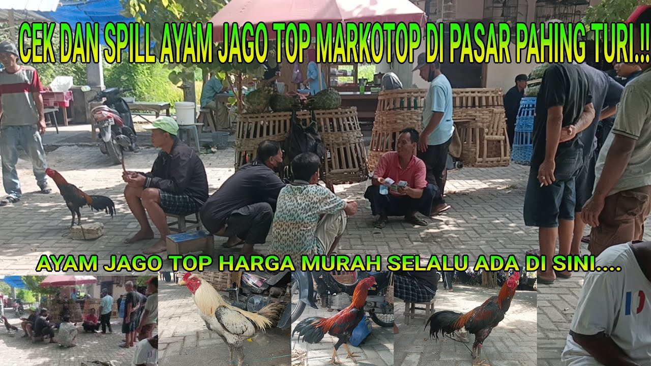 AYAM JAGO TOP MARKOTOP BERKUMPUL DI PASAR PAHING‼️ BANYAK AYAM JAGO ...