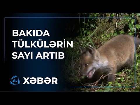 Bakıda tülkülərin sayı artıb