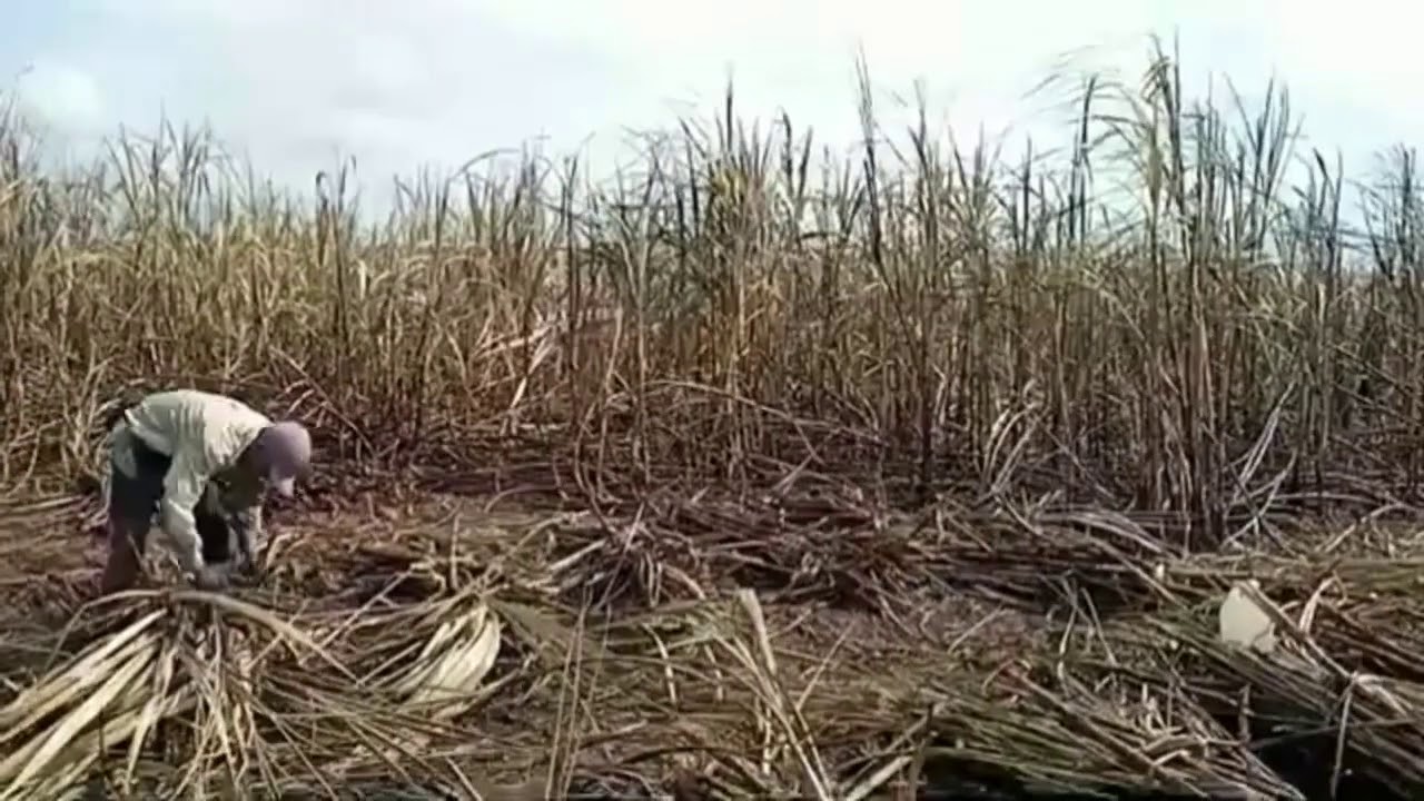 Tebang tebu manual - YouTube