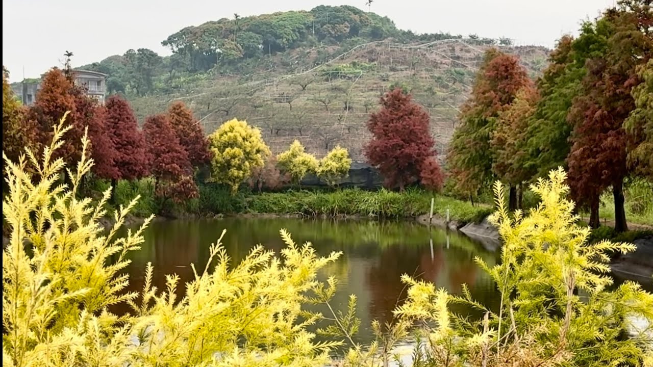 落羽松池邊遇見柴犬, Shiba Inu seen at the pond surrounded by bald cypresses ...