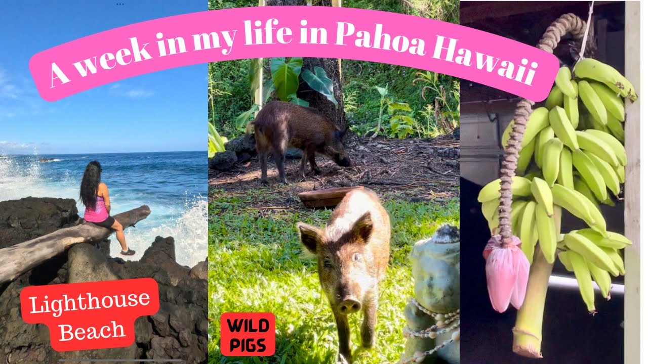 A week Living Pahoa Big island Hawaii | Lighthouse (Newest Black Sand ...