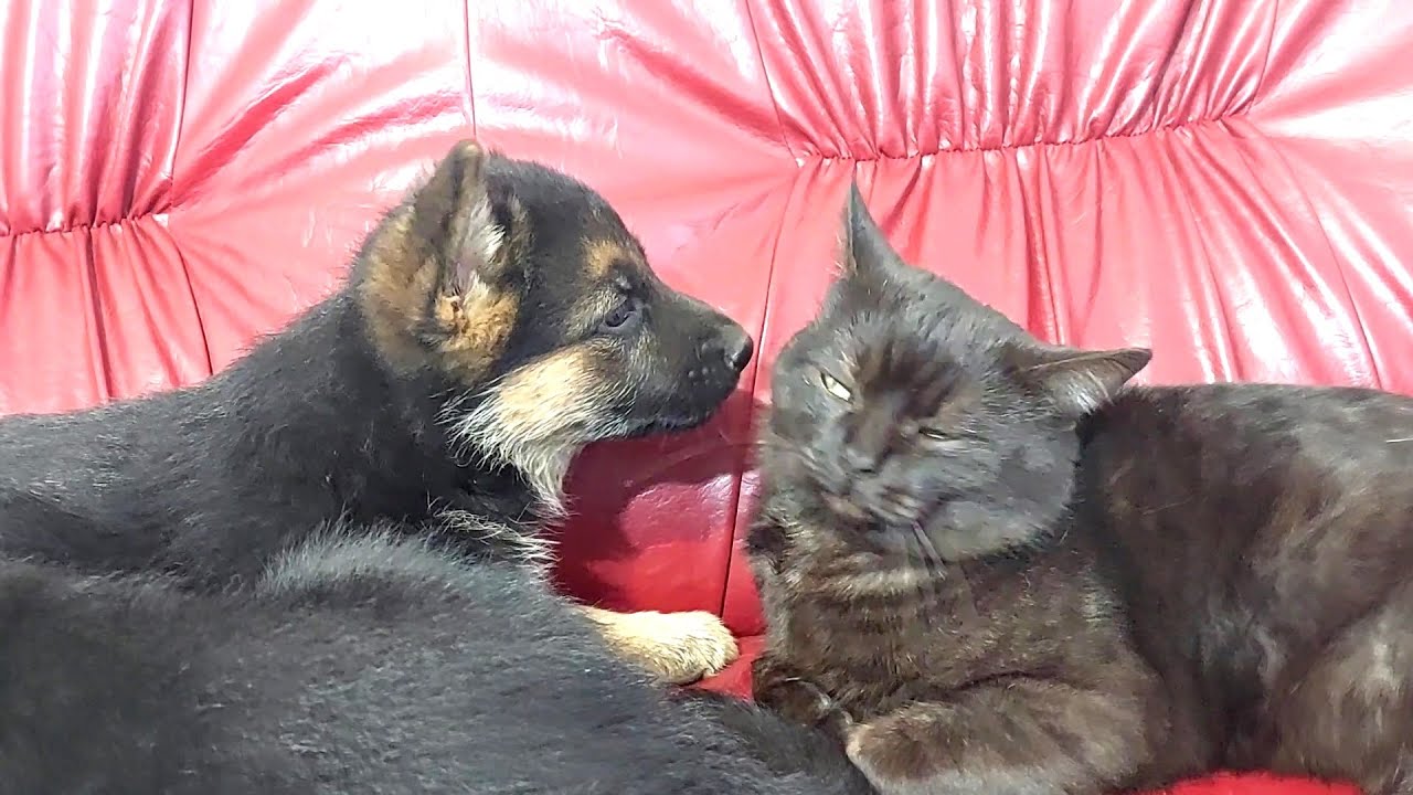 How a German shepherd puppies and Cats become Best friend Ever - YouTube