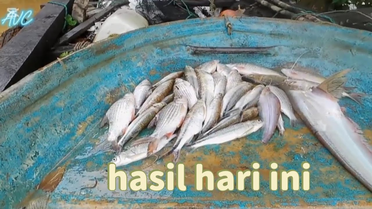 Musim ikan peroi dah bermula - YouTube