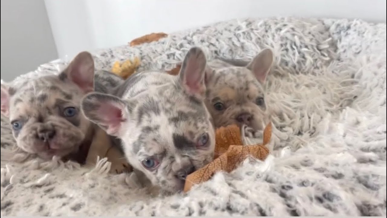 9 week old French bulldog puppies - YouTube