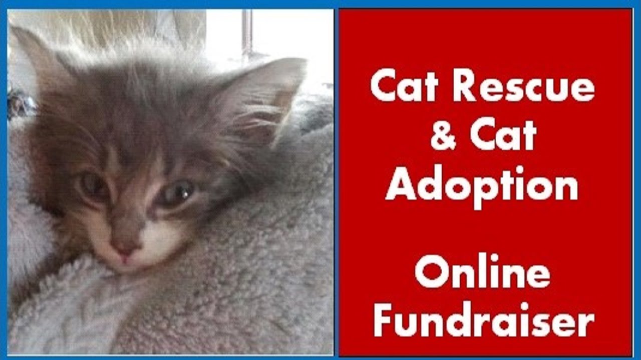 Cat Rescue & Adoption Online Fundraiser - Online Fundraiser for Cat ...