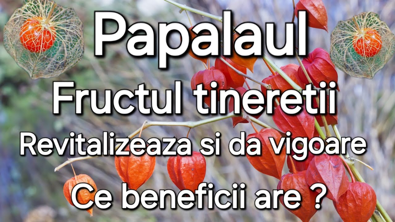 Papalaul si Catina - / Beneficii/ Recoltare/ Unde se gasesc ? - YouTube