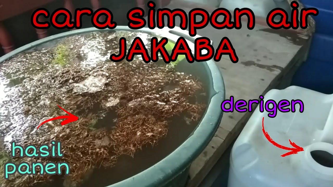 Cara menyimpan air jakaba sebelum digunakan | panen air jakaba "lagi ...