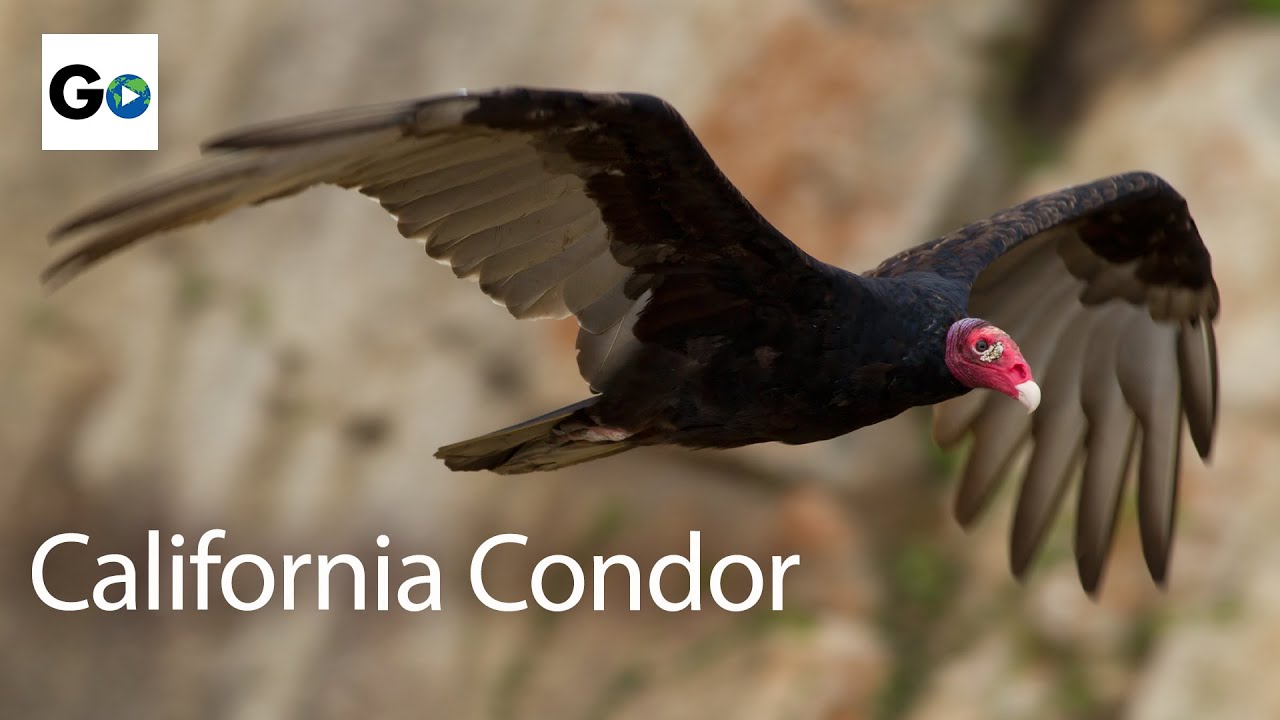 Home of the California Condor - Pinnacles National Park - YouTube