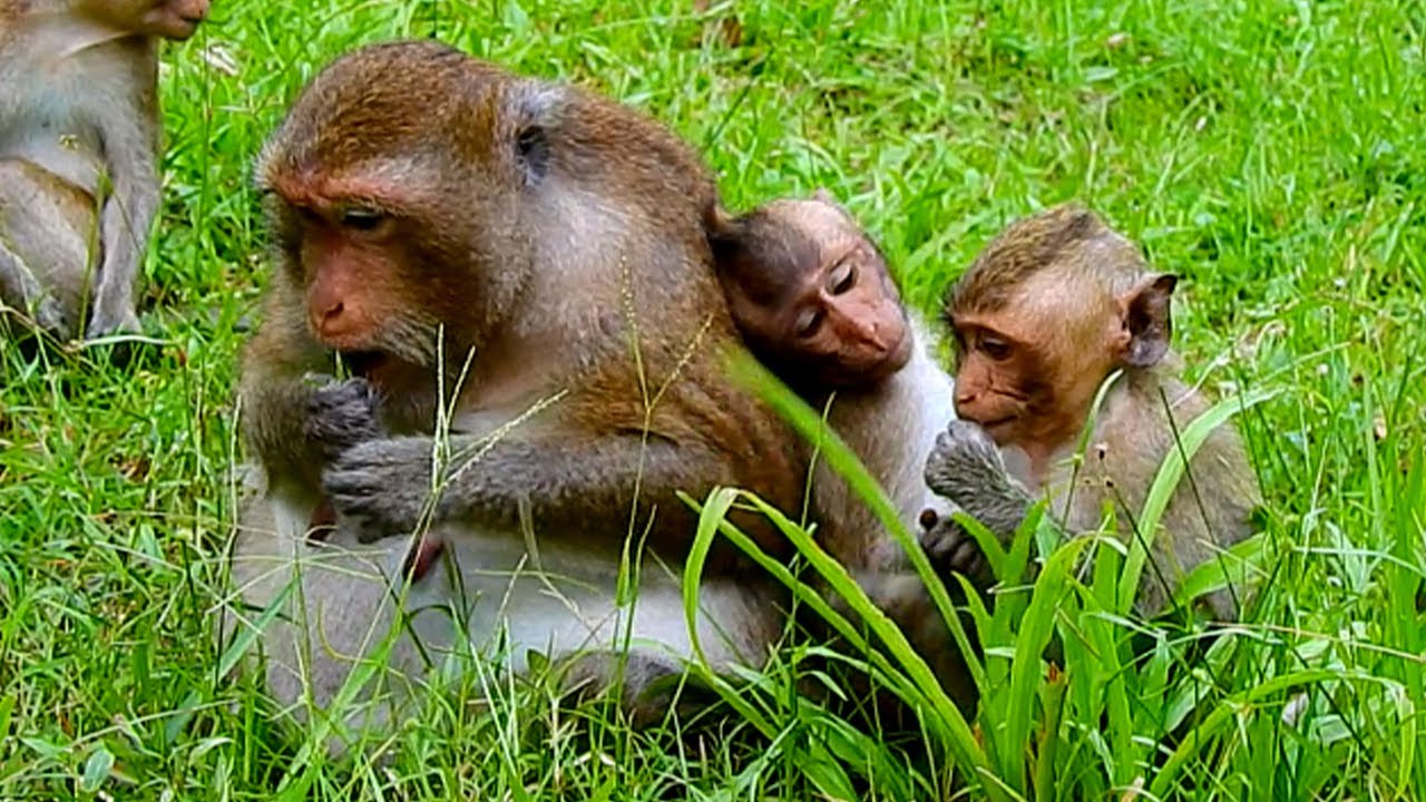 Looking Peace.. Daisy Monkey Very Kind Allow All Her Grandchildren ...