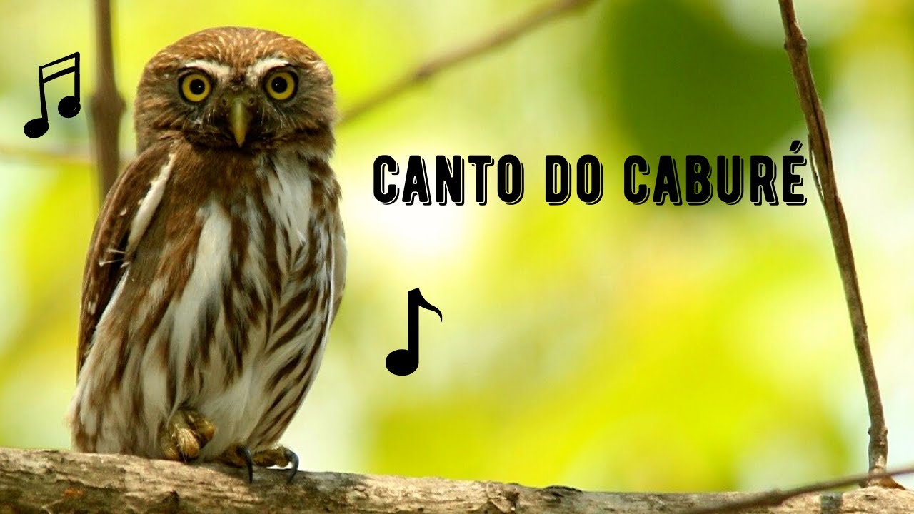 Canto do Caburé / Caboré / Caburezinho / Cauré | Ferruginous Pygmy-owl ...
