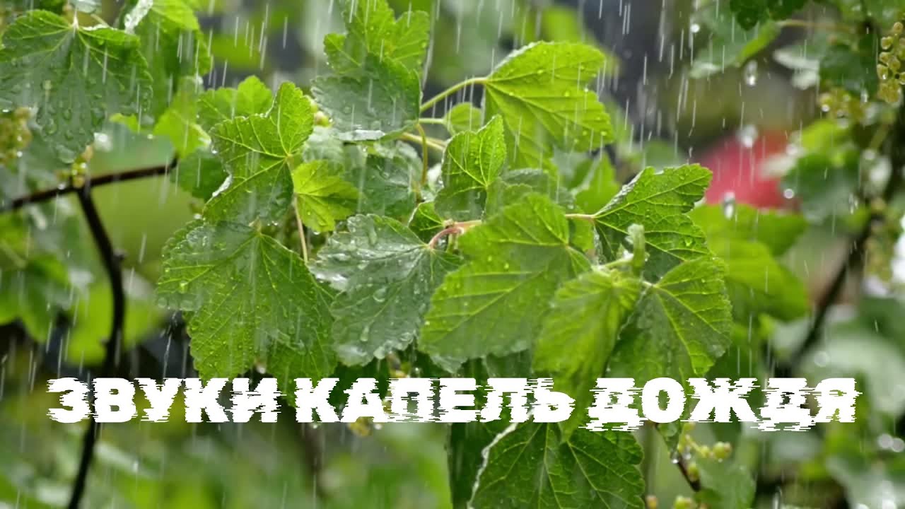 Звуки капель дождя | SOUNDS OF RAINDROPS - YouTube