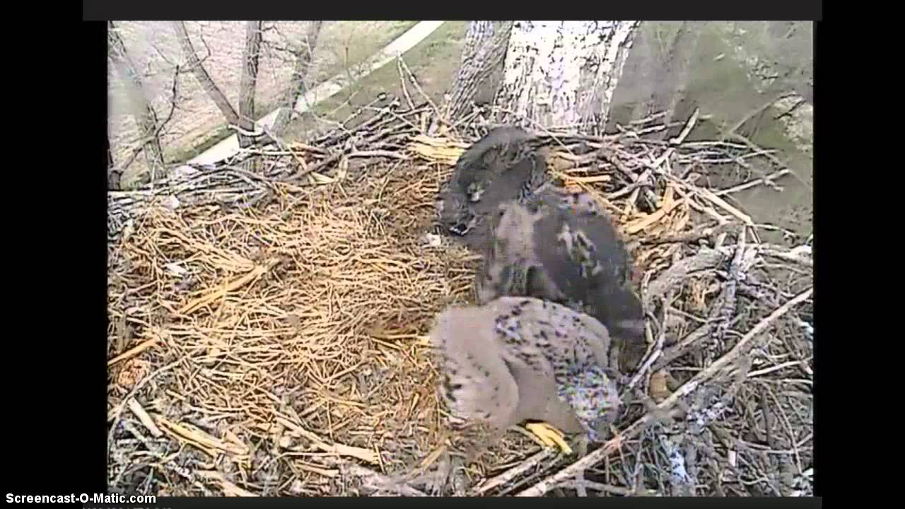 Decorah Eagles 8 May 2014 Funny chicks - YouTube