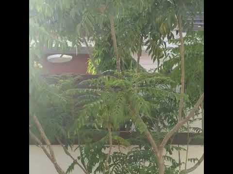 Curry Tree - Kadhi patta - YouTube