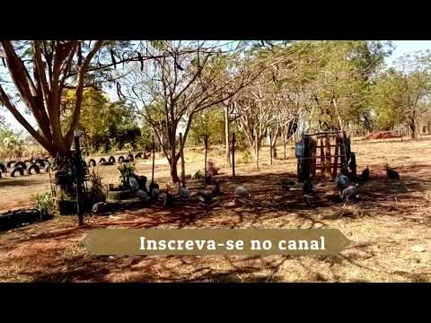 Dança de acasalamento das galinhas d'angola - YouTube
