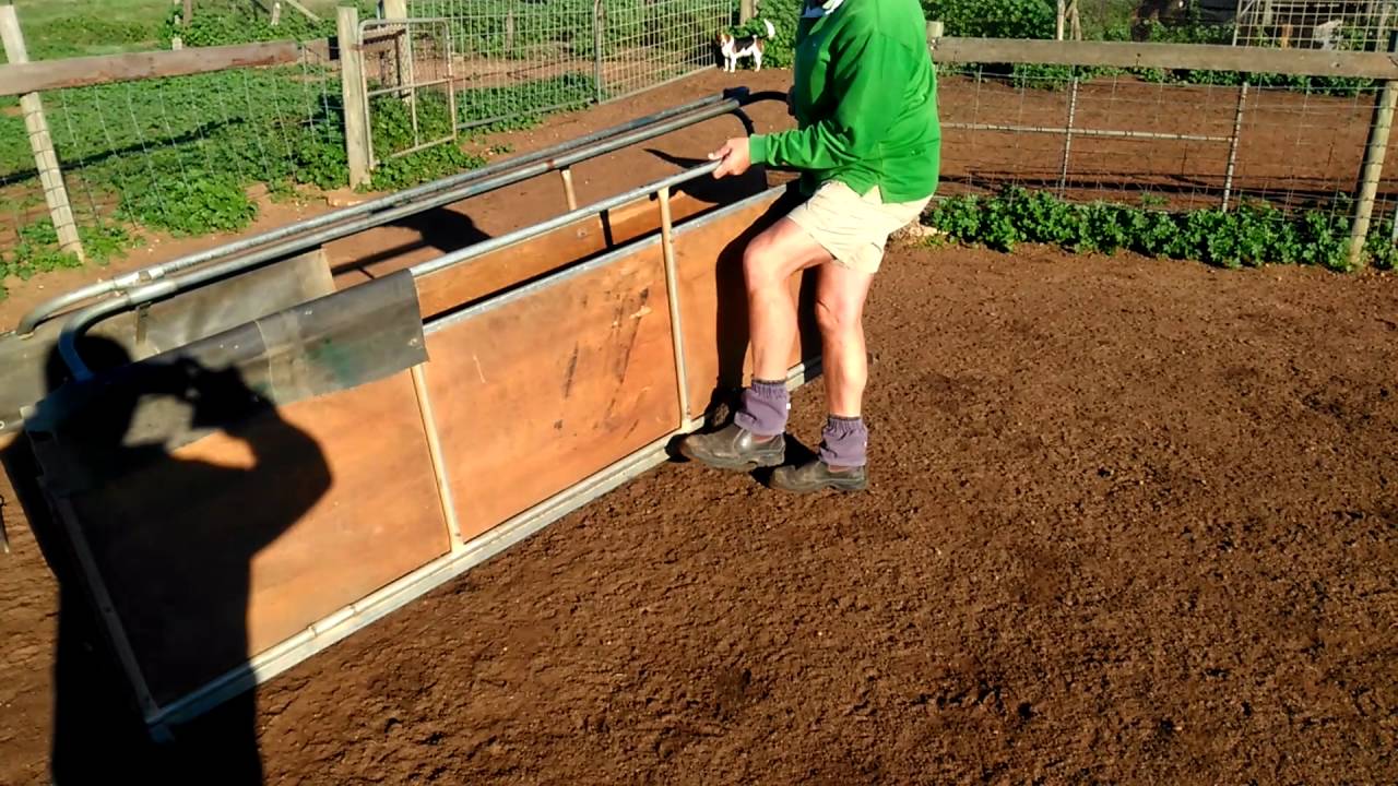 Sheep lead up race - YouTube