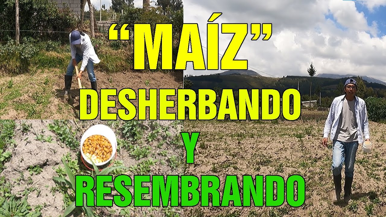 CÓMO DESHERBAR, DESHIERBAR O DESYERBAR MAÍZ - YouTube