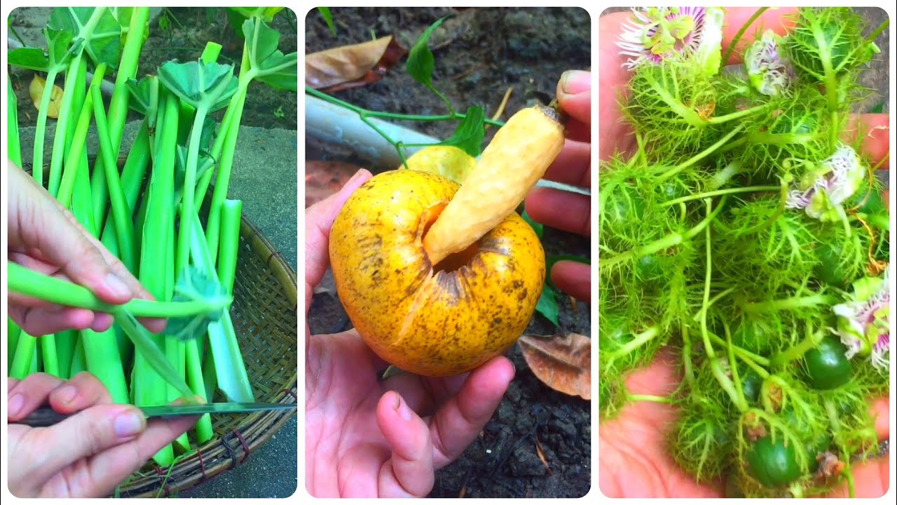 76| Oddly Satisfying Village Fresh Fruits | Farming | Harvesting ...