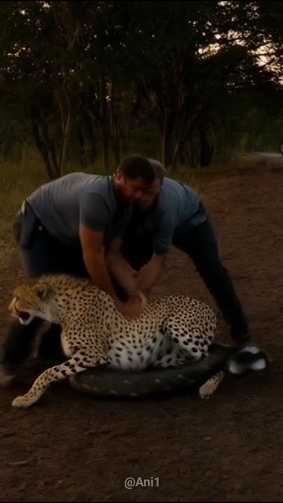 The cheetah tries with all its might to escape from the clutches of the ...