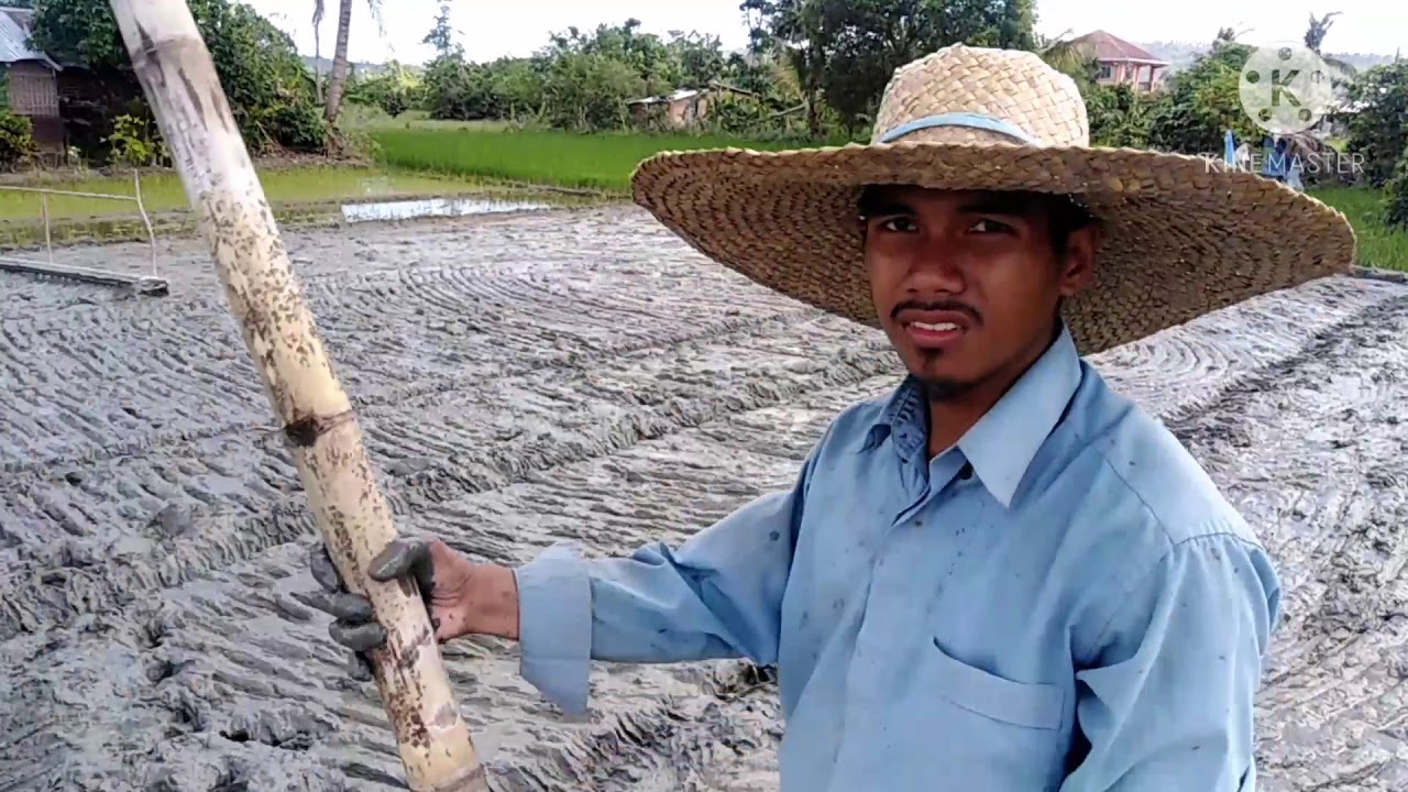 Tutorial Kung paano gumawa ng punlaan NG palay - YouTube