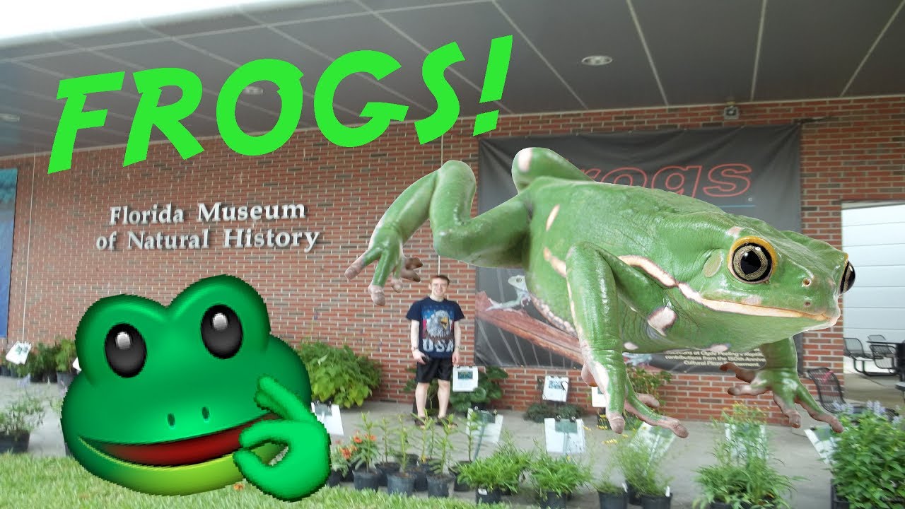 Frog Exhibit at Florida Museum of Natural History! - YouTube