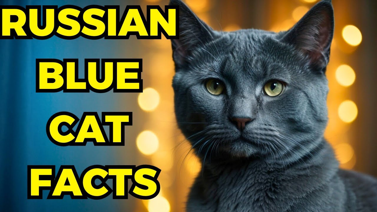100 interesting facts about RUSSIAN BLUE CAT - YouTube