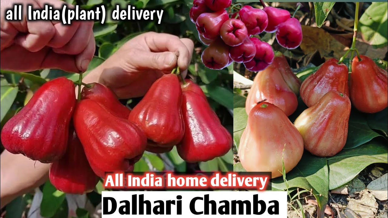 Dalhari Chamba water apple/Plant Available/top 10 veriety water apple ...