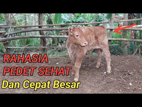 CARA MERAWAT PEDET ala SAPI PETANI. RAHASIA AGAR PEDET SEHAT DAN CEPAT BESAR
