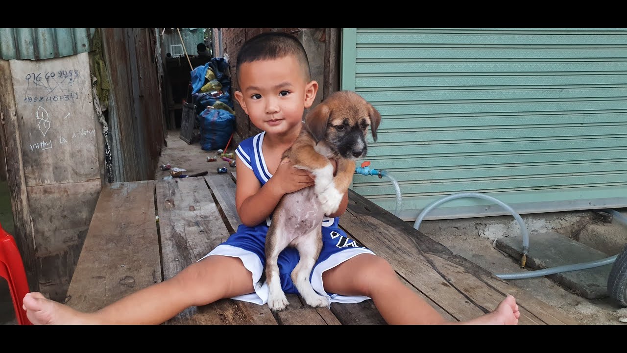 Lovely Dog and Lovely Boy | They Are Friend and Make Fun Together | The ...