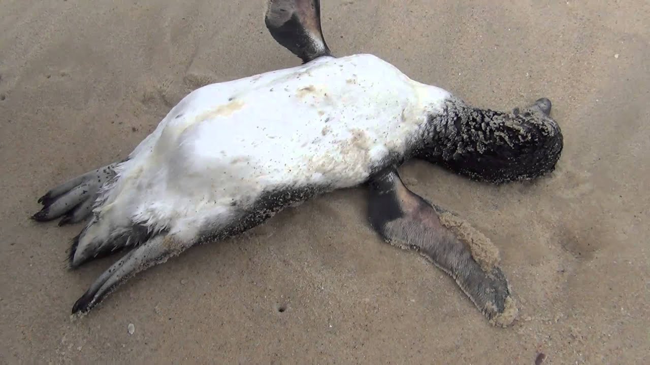 Second dead penguin at Praia Mole Beach Florianopolis Brazil - June 27 ...