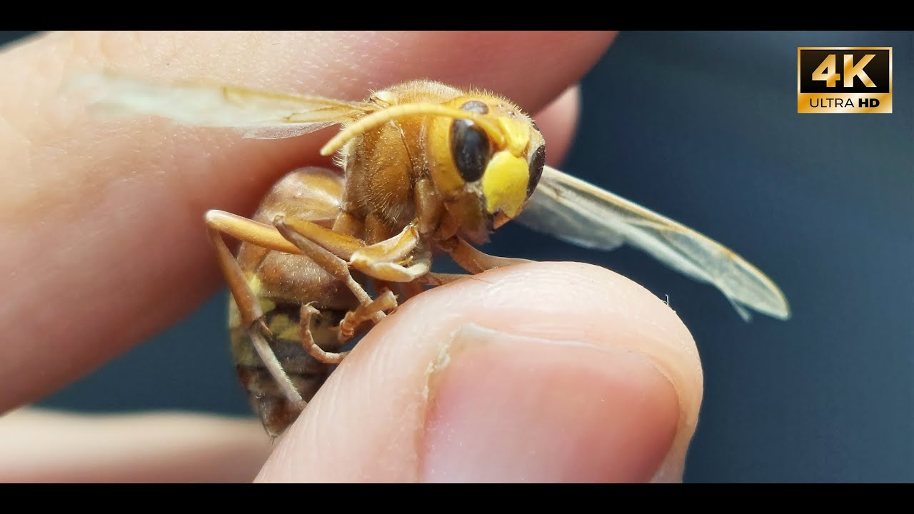 Inside the Wasp: An In-Depth Anatomy Analysi - YouTube