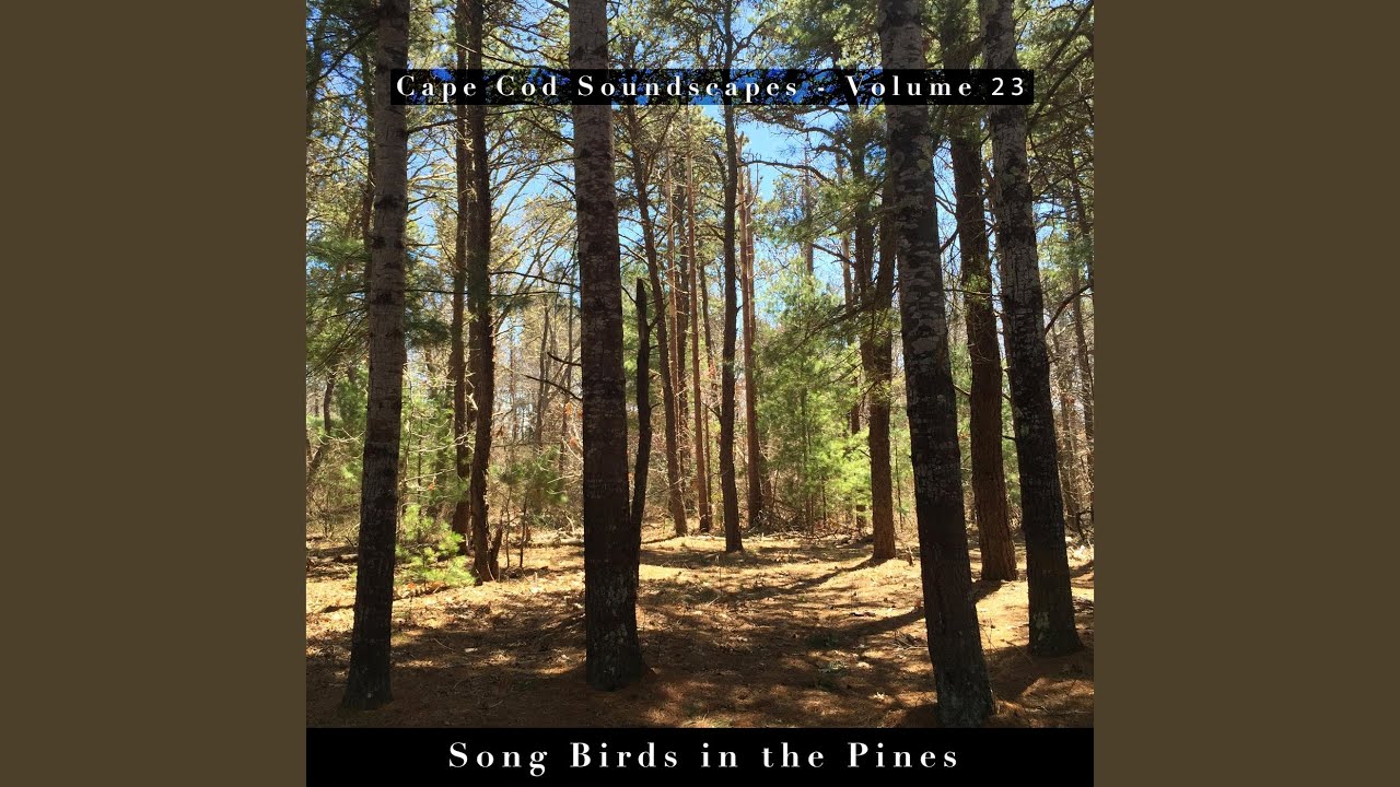 Cape Cod Soundscapes: Song Birds in the Pines, Pt. 1 - YouTube
