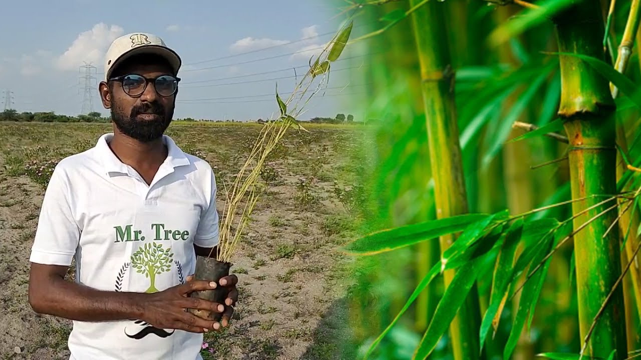 Moongil Maran Natuthal Marrum Athan Payangal | Mr. Tree | Sindhu ...