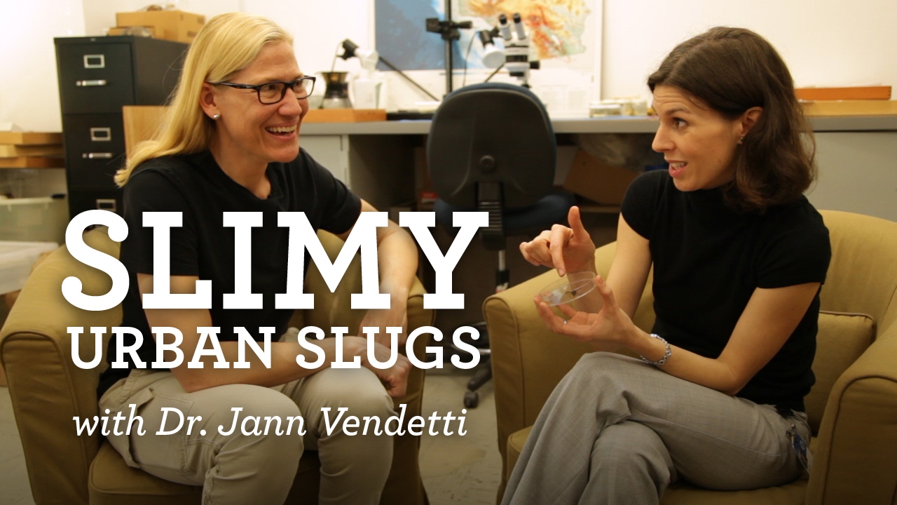 The Curiosity Show Ep. 11 L.A.'s slimy urban slugs, with Dr. Jann ...