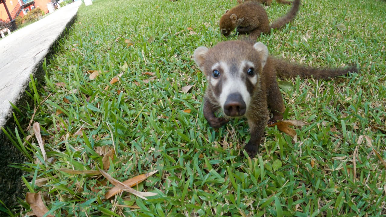 Large Mexican racoon (Coati) family - Cozumel, Mexico - YouTube