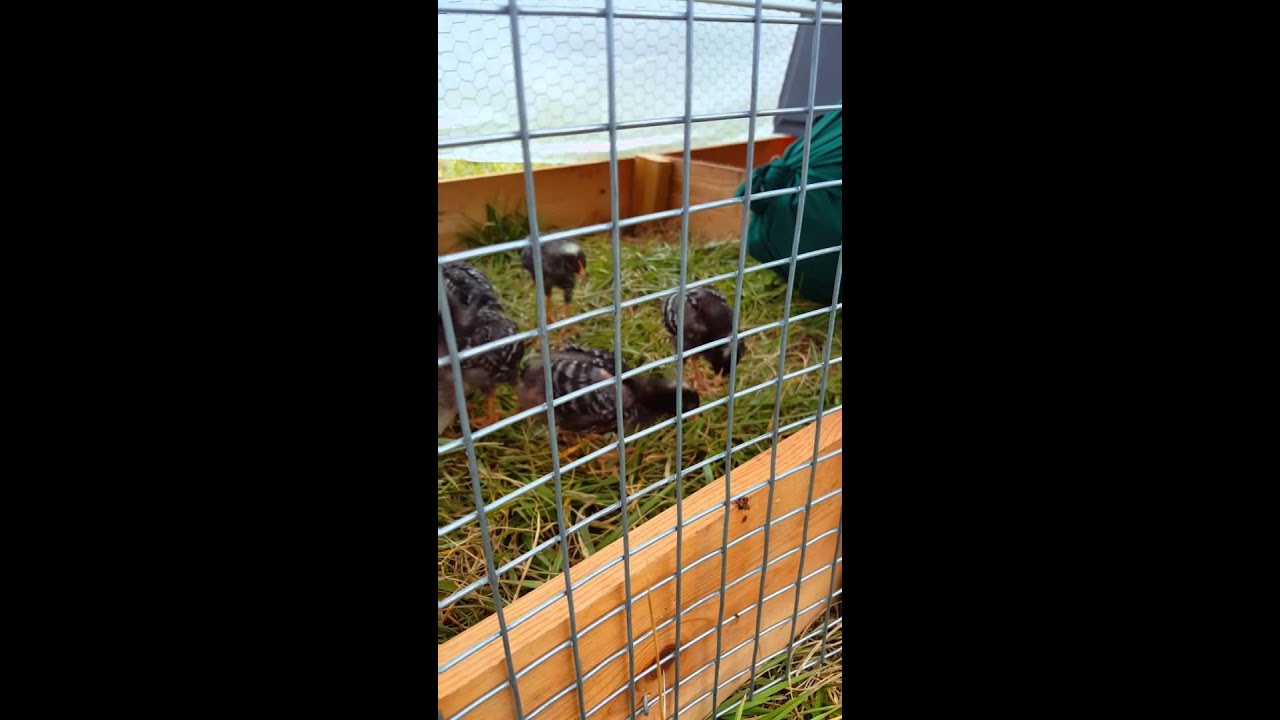 Comfort Farms Pigs, chickens and hoop houses - YouTube