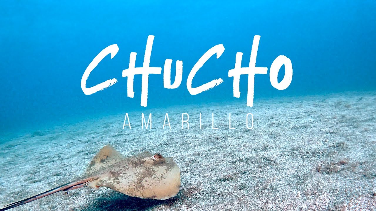 Así vuela el Chucho Amarillo de Canarias | Gran Canaria - YouTube