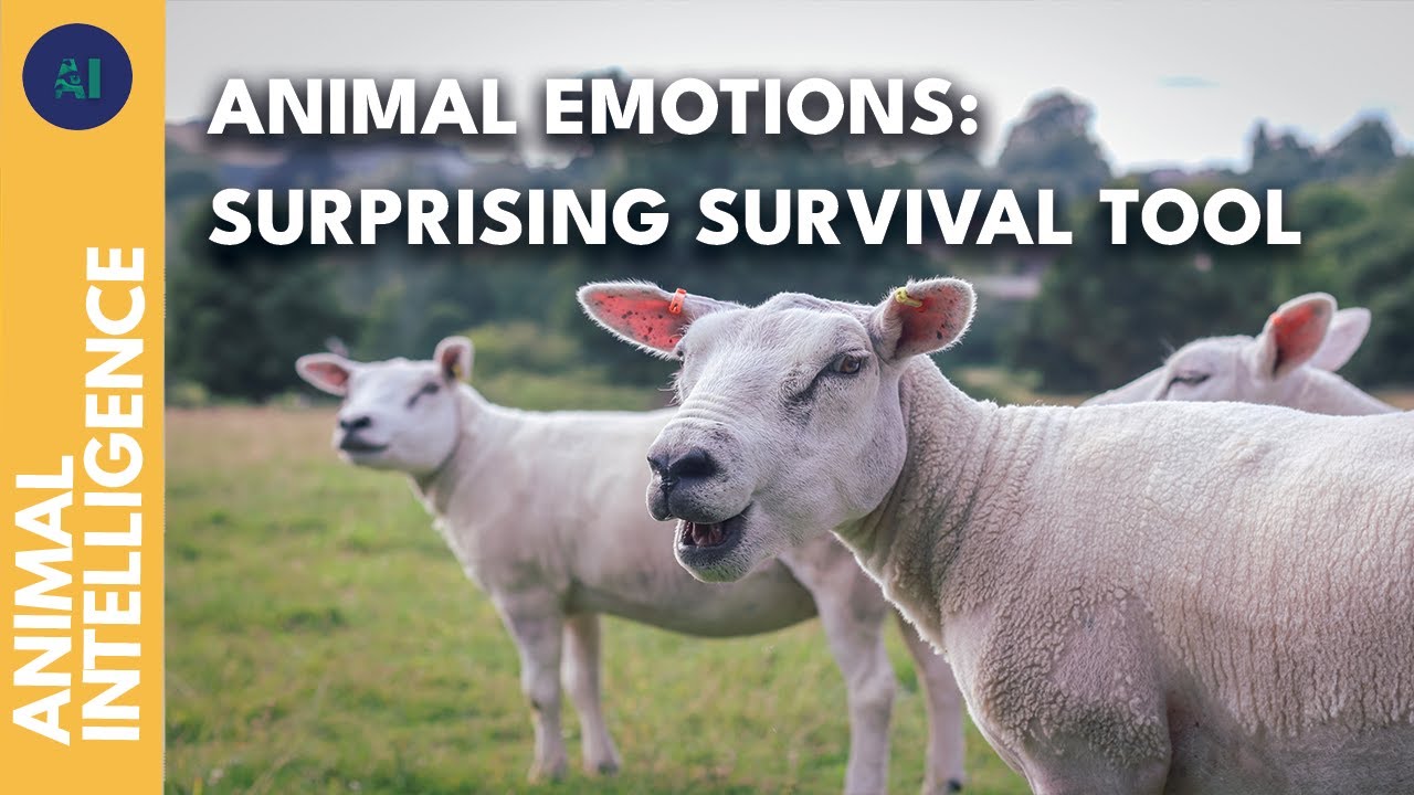 How does emotion help animals survive? | AI - YouTube