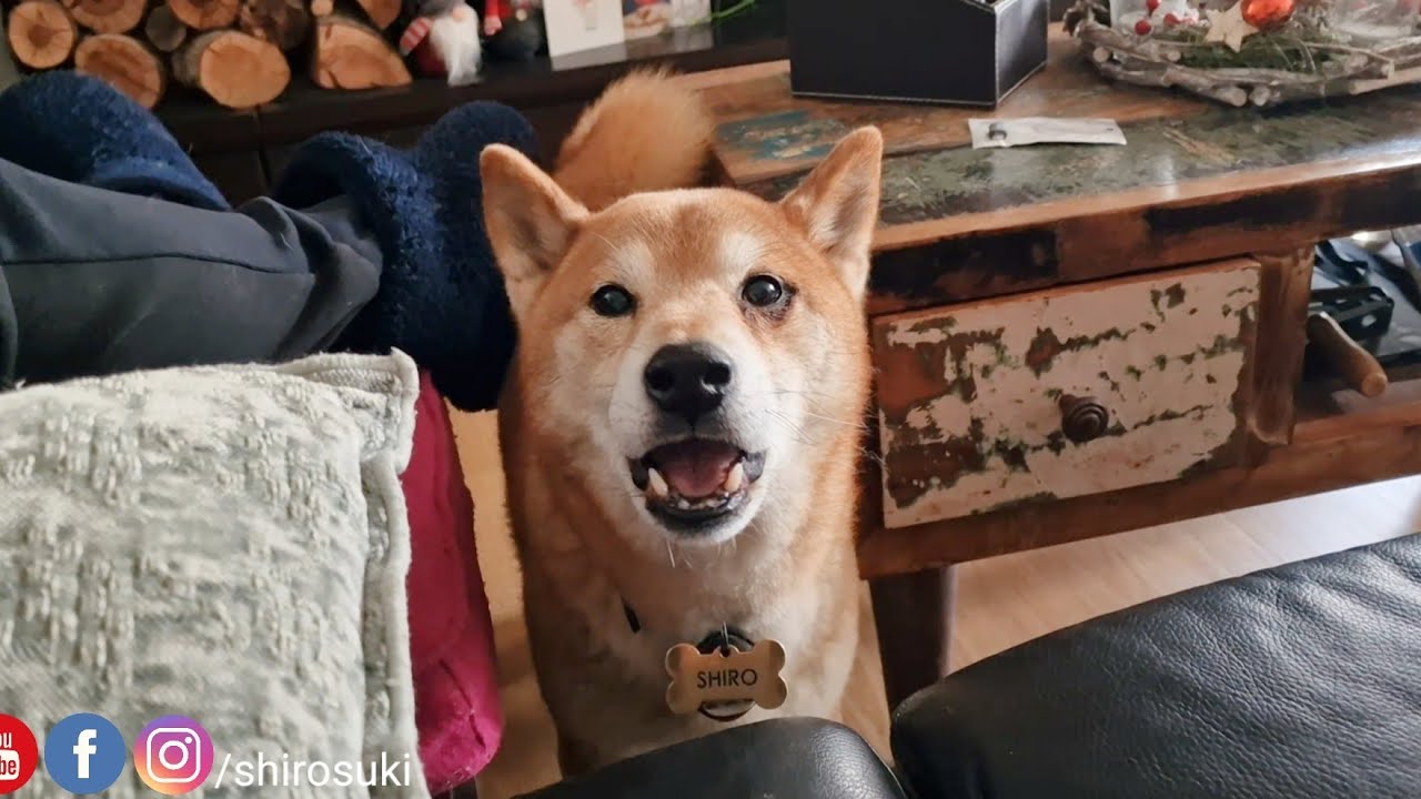 Trying to comfort Shiro as he misses Raya too much 💔 - YouTube