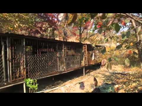 SaveKoreanDogs's Rescue from Whole Dog BBQ House Rescue in Goyang, South Korea [Part 3]
