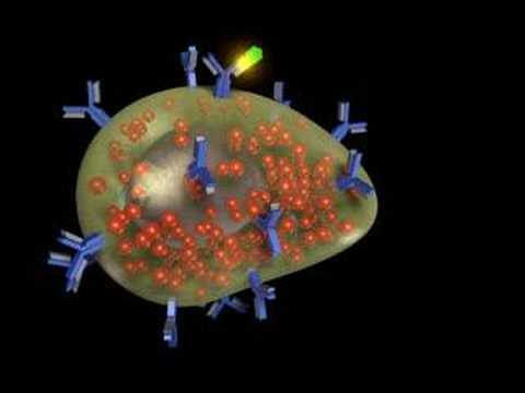 Mast Cell - YouTube