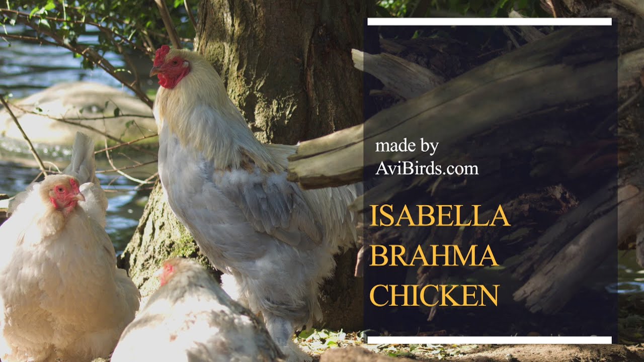 Isabella Brahma - YouTube