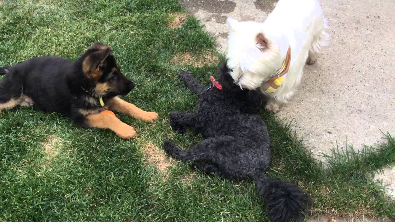 10week old Lars is learning to play and share, - YouTube