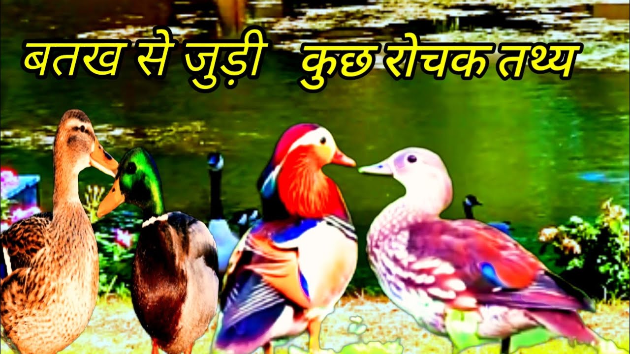 बतख से जुड़े कुछ रोचक तथ्य | interesting fact about duck Hindi|Duck ...