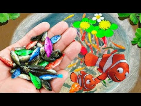 serok ikan dalam kolam,ikan warna warni.ikan koi .komet molly.slayer ...