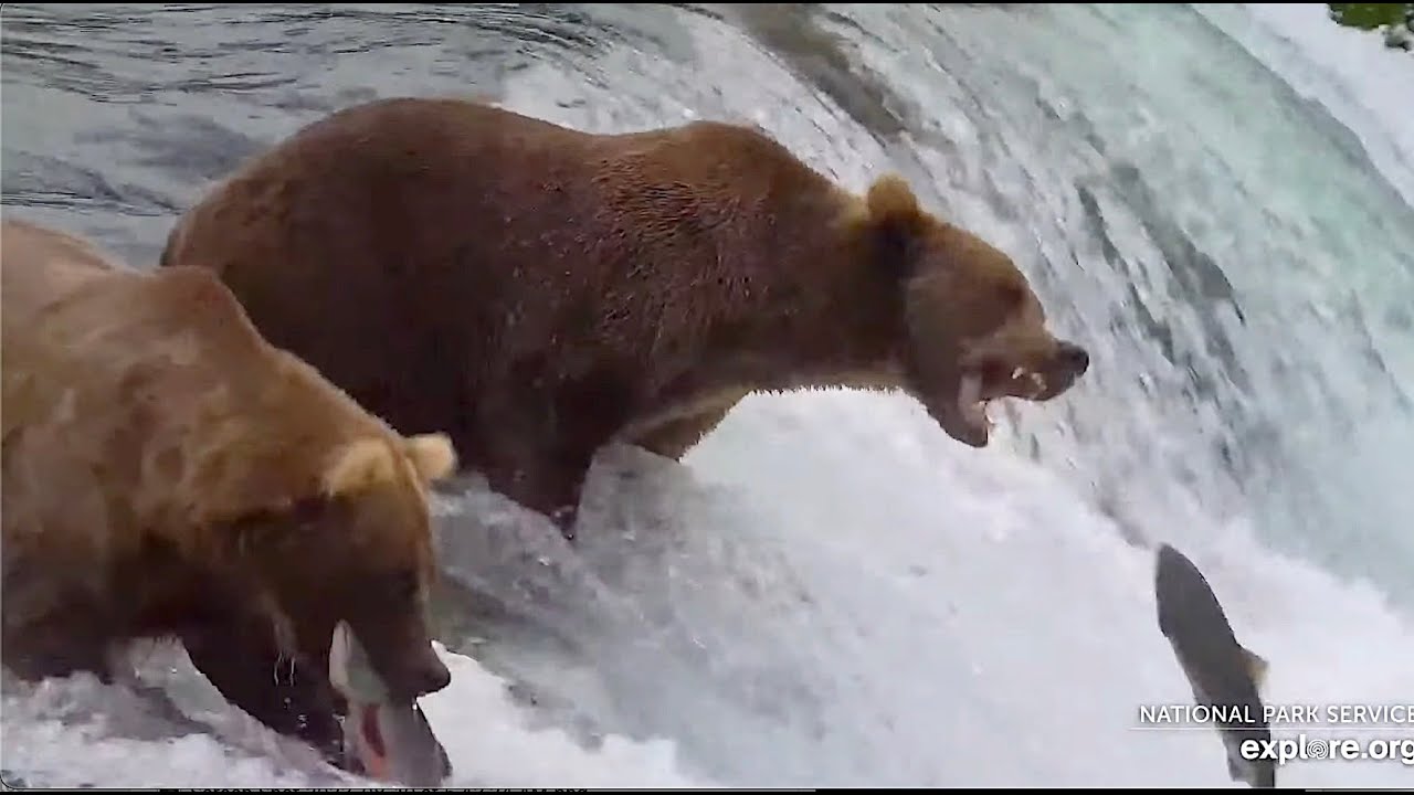 09 Aug 2023: 128 Grazer and 903 Gully both catch fish (explore.org ...