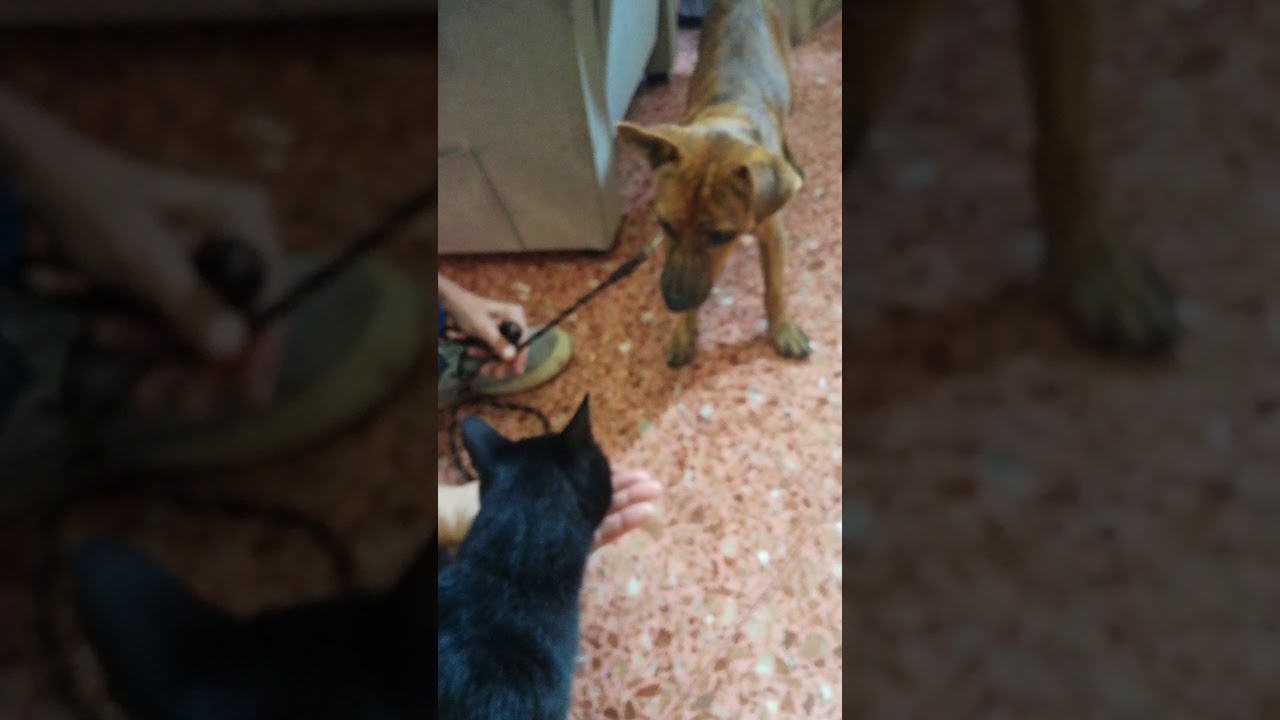Bobby & Cats 1 - YouTube
